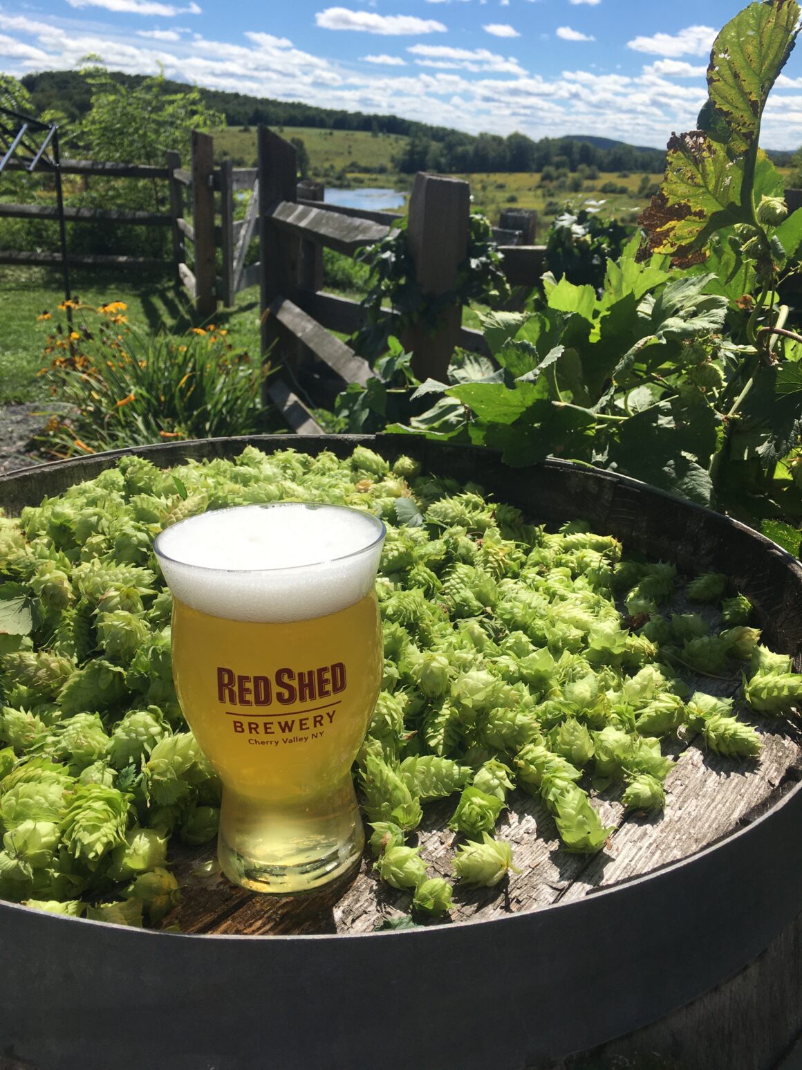 Cloudy Girl Hazy IPA - Red Shed Brewing